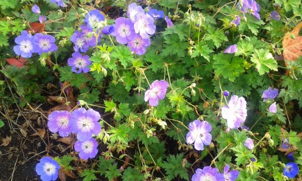 Bodziszek - Specyfika, Uprawa, Rodzaje | Kraina Bylin